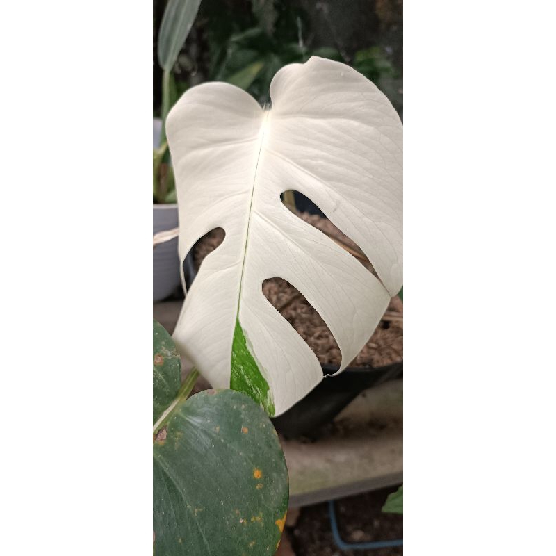 Jual monstera varigata white tiger | Shopee Indonesia