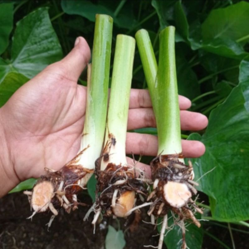 Jual bibit talas beneng / tanaman talas beneng, harga 2 bibit. | Shopee ...