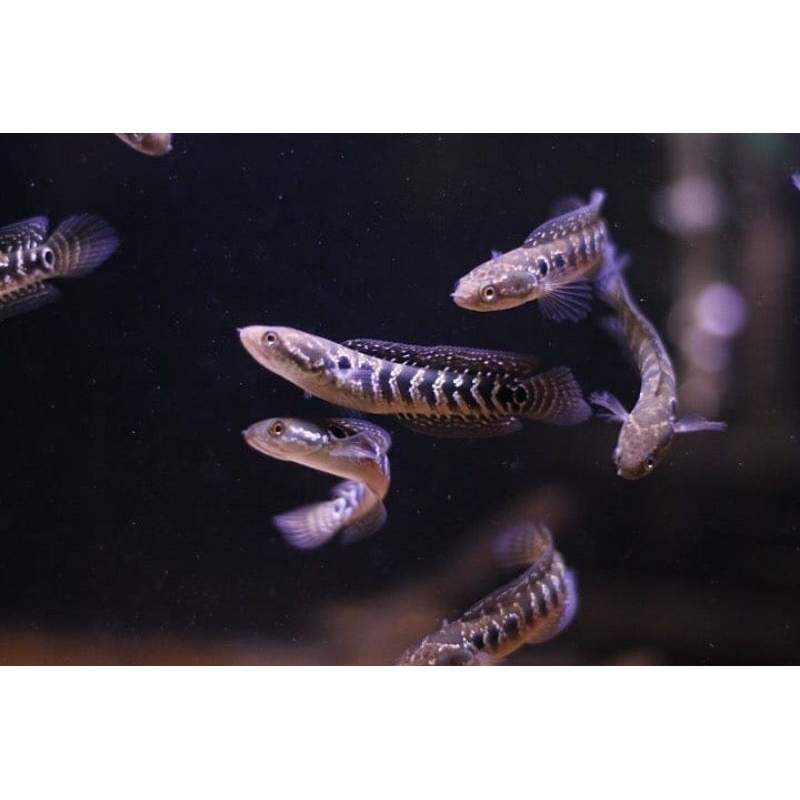 Jual Channa Asiatica White Spot Full Mutiara Free Sticker Garansi 100% ...