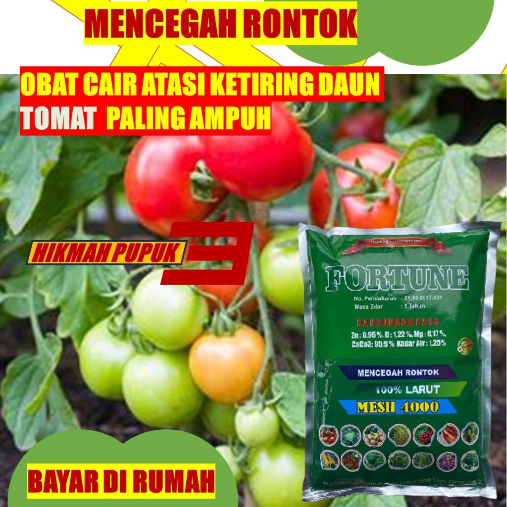 Jual PUPUK MURAH FORTUNE UNTUK TOMAT PELEBAT DAN ANTI DAUN KERITING ...