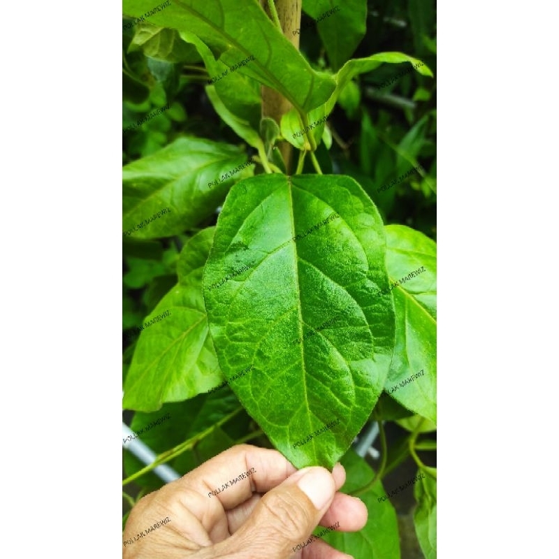 Jual daun nangka kuning herbal organik | Shopee Indonesia