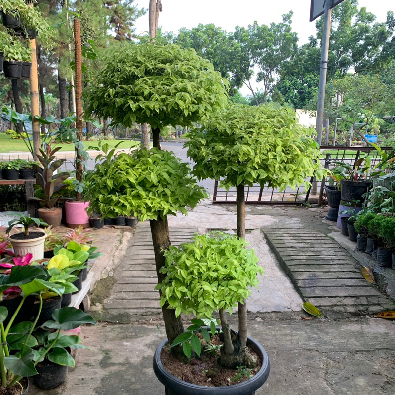 Jual tanaman bonsai anting putri 4 cabang tinggi kurang lebih 1,5 meter ...