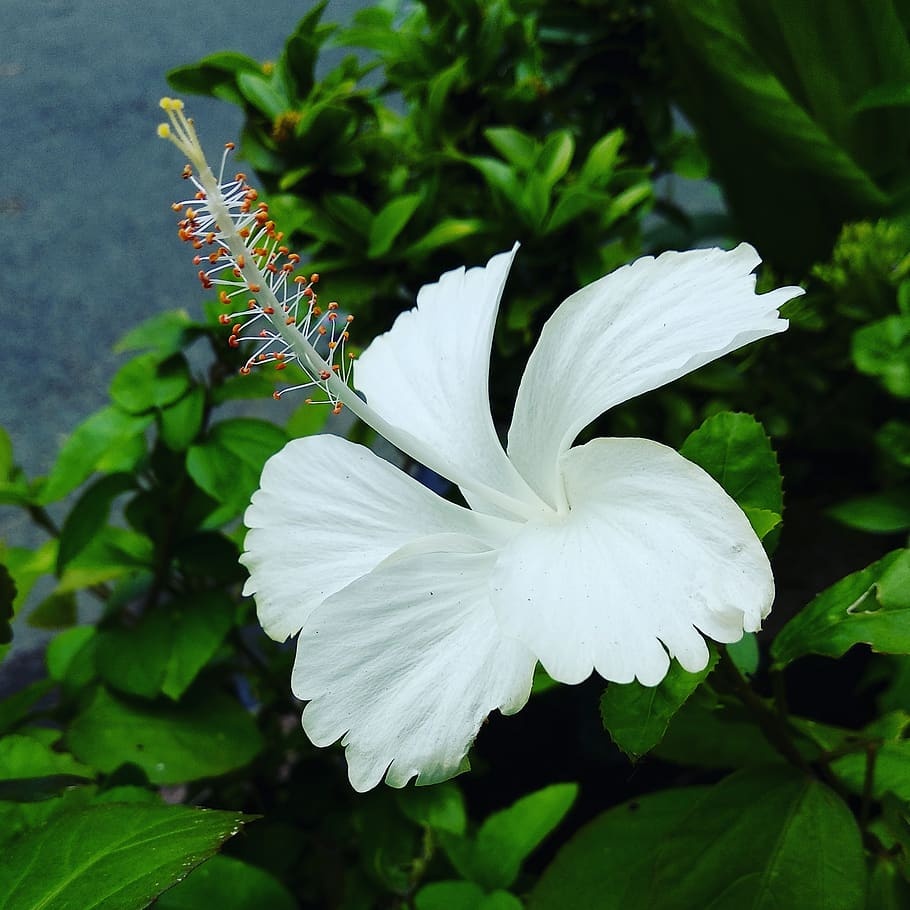 Jual Bunga Sepatu Putih: Elegansi Murni dalam Kebunmu! Tanaman White ...