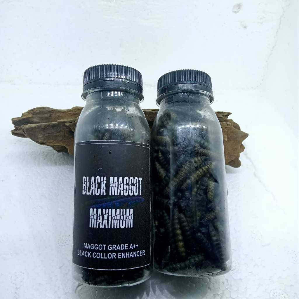 Jual Maggot Black Maximum Color Booster untuk Bar maru dan Warna ...