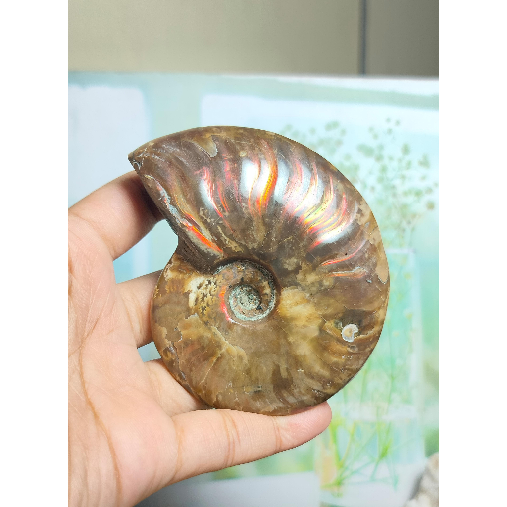 Jual Batu Natural Fossil Keong Rainbow Top Grade (12) | Shopee Indonesia
