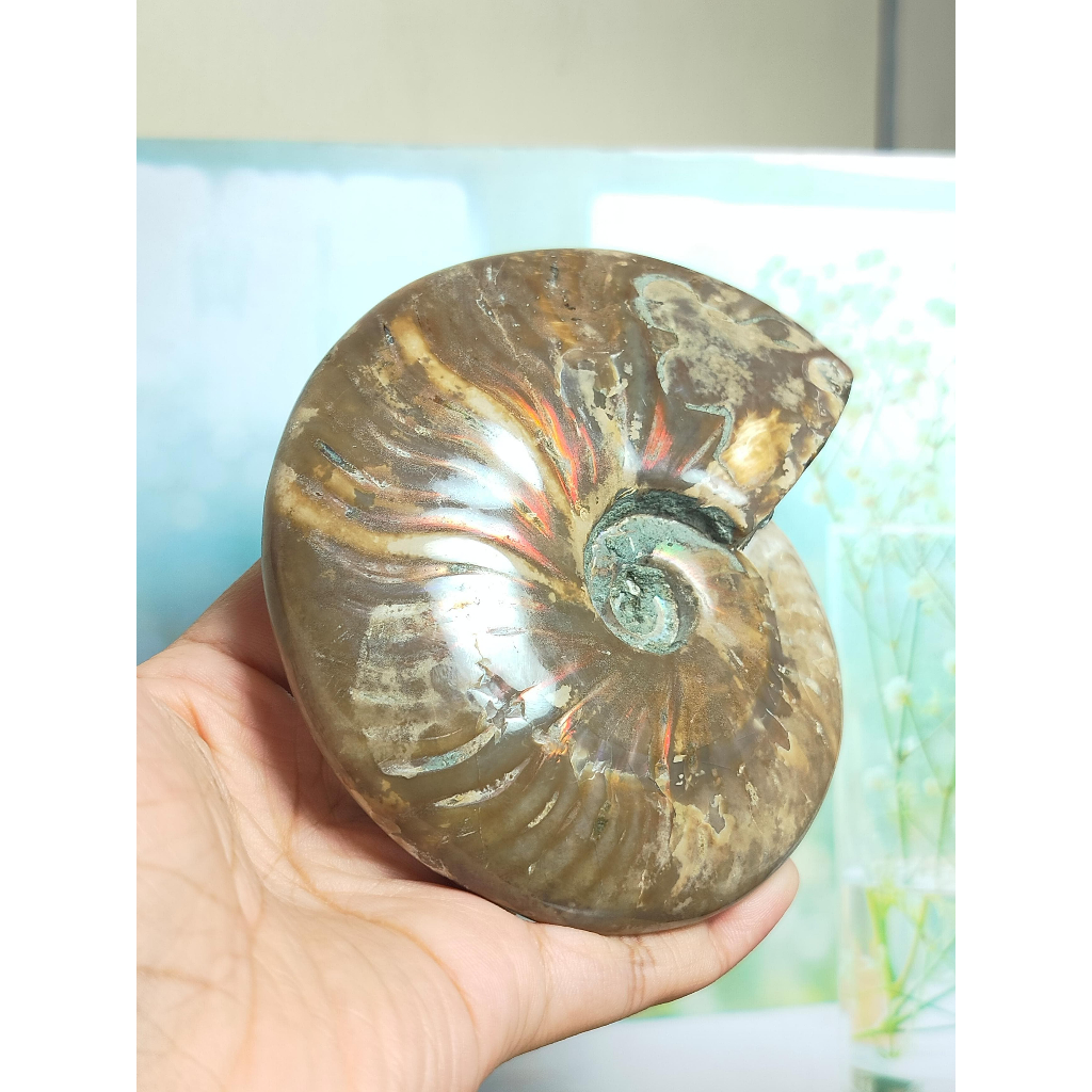 Jual Batu Natural Fossil Keong Rainbow Top Grade (11) | Shopee Indonesia