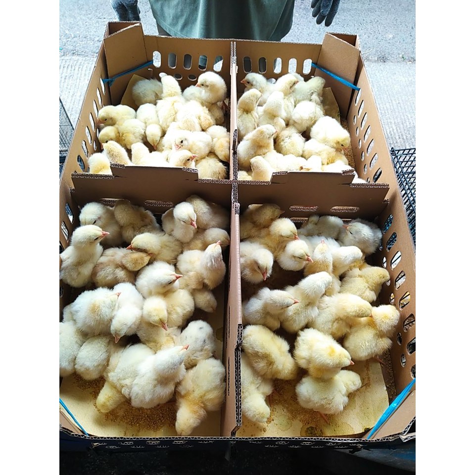 Jual [PROMO BONUS VITAMIN] DOC Pejantan Anak Ayam Pejantan Paket 50 ...