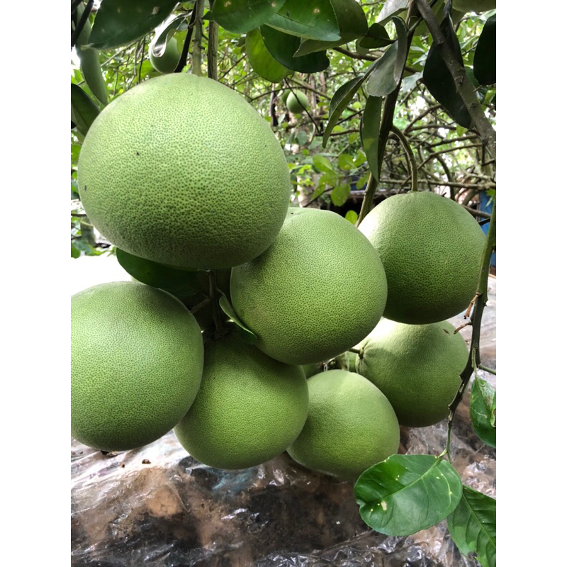 Jual JERUK BALI PAMELO MADU berat 25 kg | Shopee Indonesia