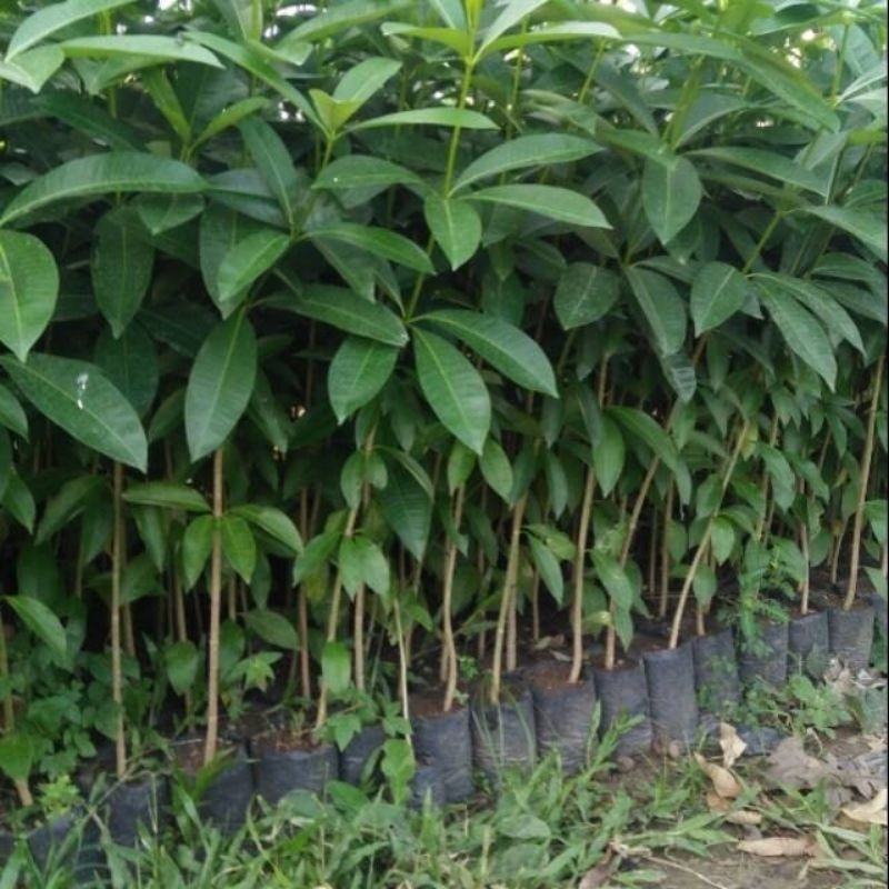 Jual Bibit Tanaman Pulai Pule Bonsai Atau Perindang | Shopee Indonesia