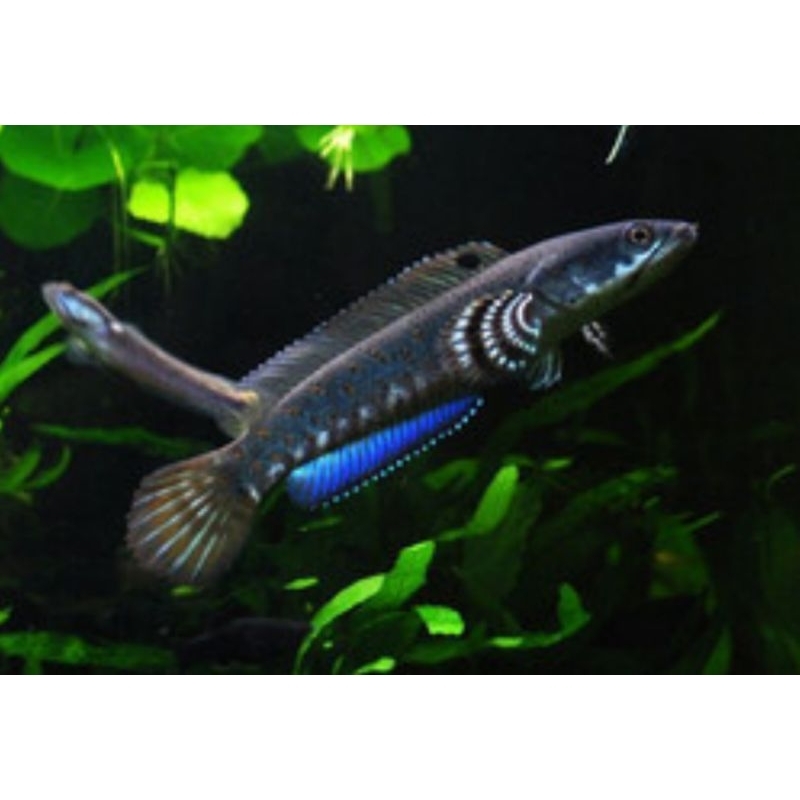 Jual BP blue pulcra (full DOT mental aman ful pelet)10cm | Shopee Indonesia