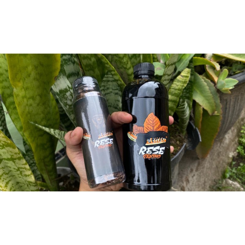 Jual RESE GENTHO x KETAPANG GENTHO | Shopee Indonesia