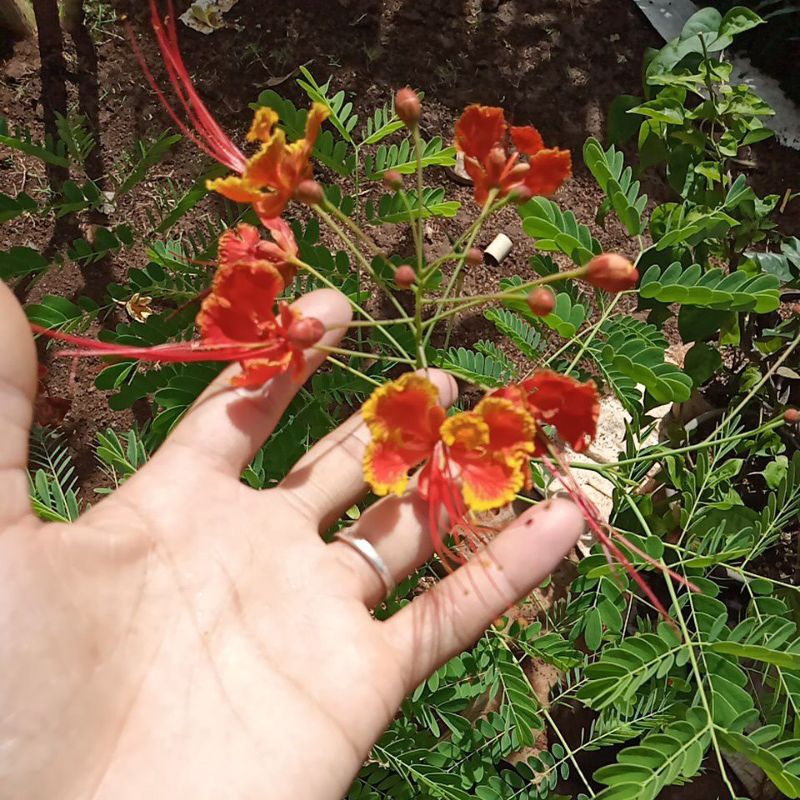 Jual pohon kembang merak-bunga orange-caesalpinia pulcherima tanaman ...