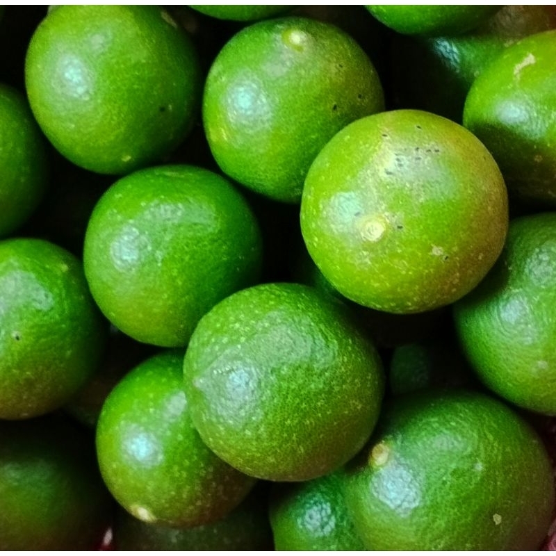 Jual Jeruk Nipis 1 kg | Shopee Indonesia