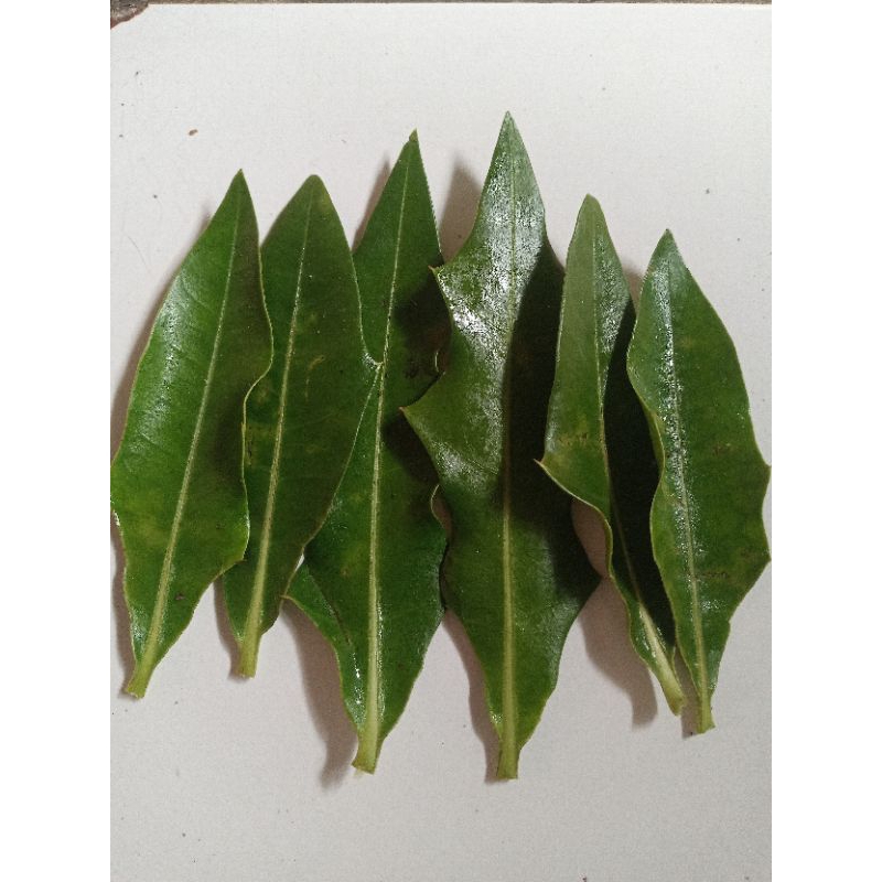Jual Herbal Daun Jeruju/ daruju Segar 100g | Shopee Indonesia