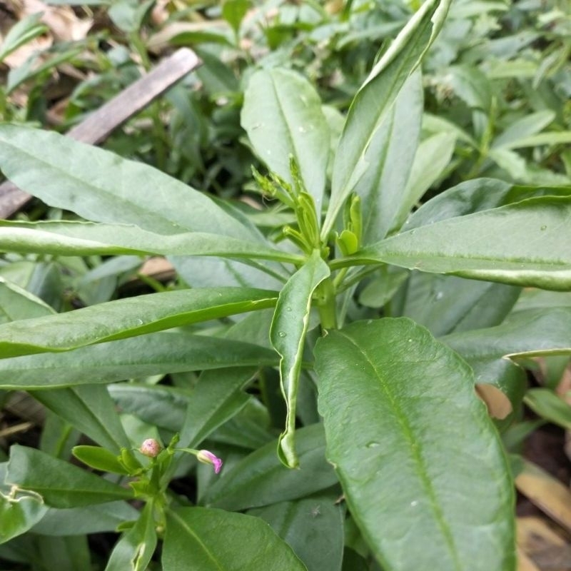 Jual Daun Ginseng Segar Untuk Meningkatkan Daya Tahan Tubuh | Shopee ...