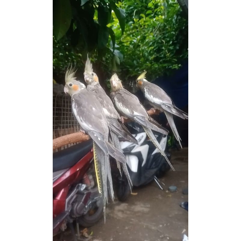 Jual falk gray jinak | Shopee Indonesia