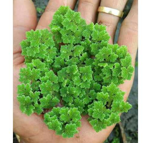 Jual Azolla Microphylla Tanaman Azolla Pakan Ikan Kelinci dan Ternak ...