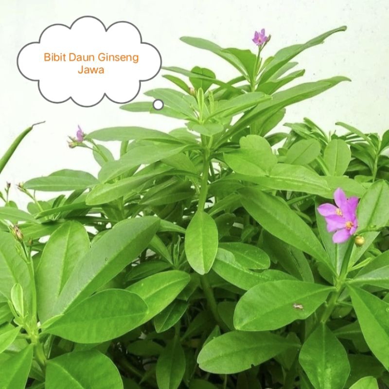 Jual Bibit Daun Ginseng Jawa ( Batam ) | Shopee Indonesia