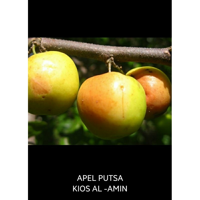 Jual APEL PUTSA KONDISI BERBUNGA GARANSI UANG KEMBALI JIKA MATI KETIKA ...