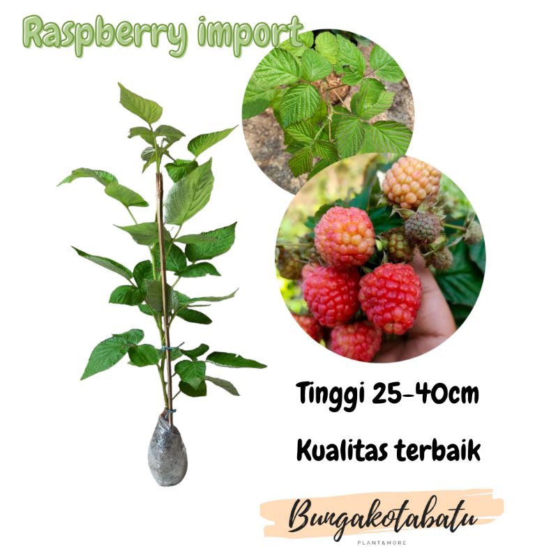 Jual Bibit Tanaman Buah Raspberry Import Polka | Shopee Indonesia