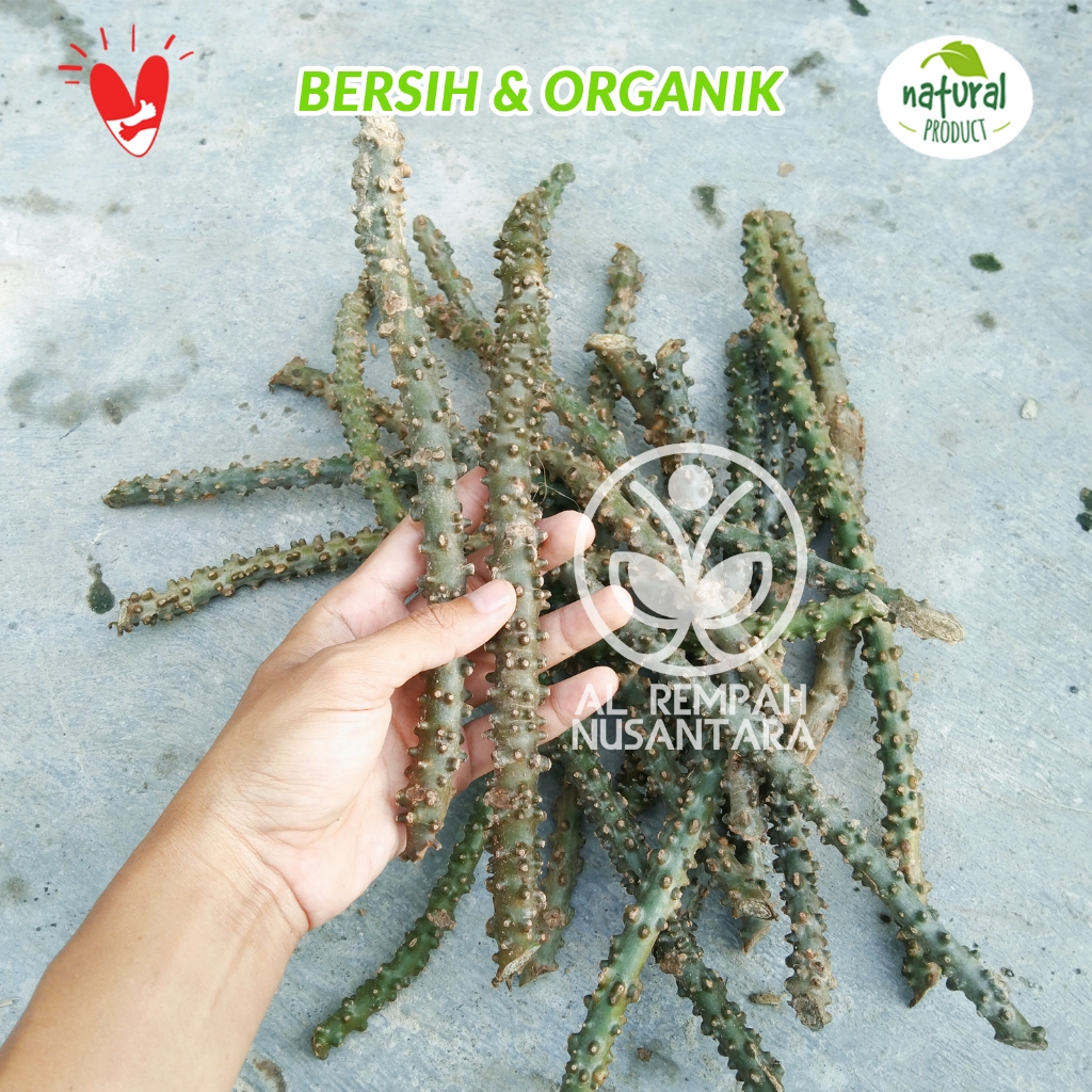 Jual Brotowali 250 GR, Bratawali, akar ali-ali Segar Gunung Kidul ...