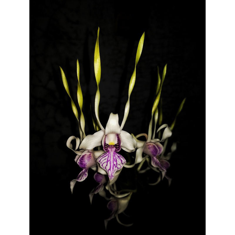 Jual Anggrek Spesies Dendrobium Stratiotes Dalam Kondisi Seedling Bunga ...