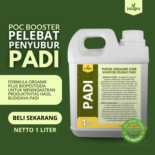 Jual Pupuk Padi Sawah Terbaik / Pupuk Pelebat Buah Padi / Pupuk Tanaman Padi Pupuk Pelebat padi ...