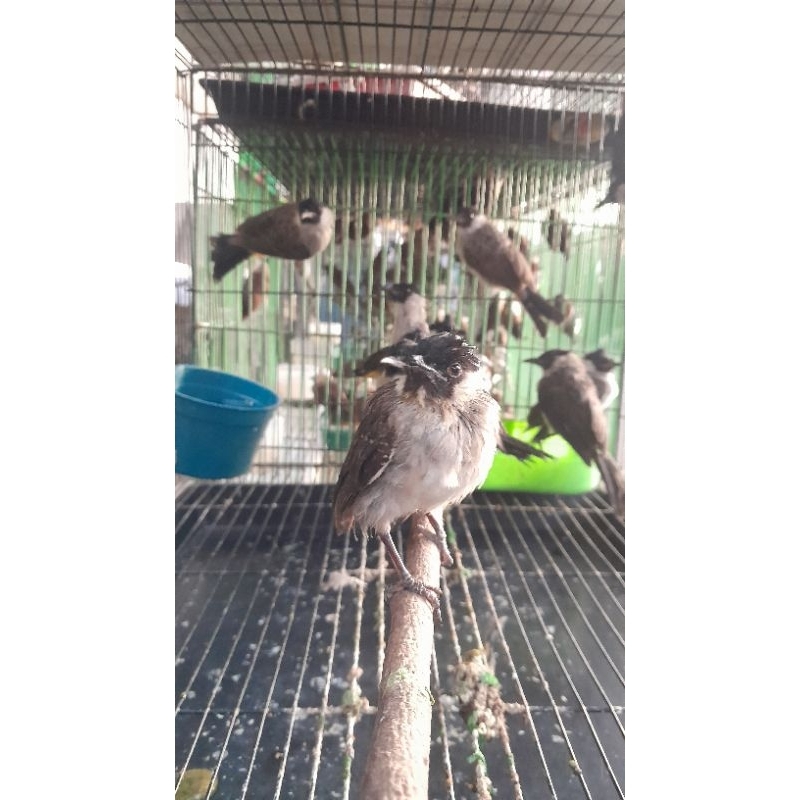 Jual Burung Kutilang Jawa | Shopee Indonesia