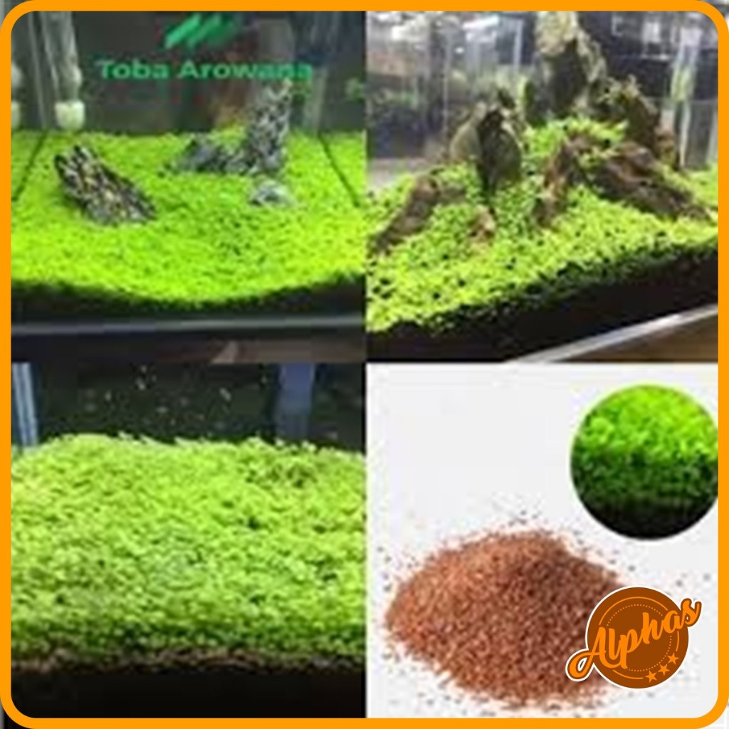 Jual Bibit Rumput Aquascape Benih Bibit Rumput Aquarium Ikan Hias Seed ...