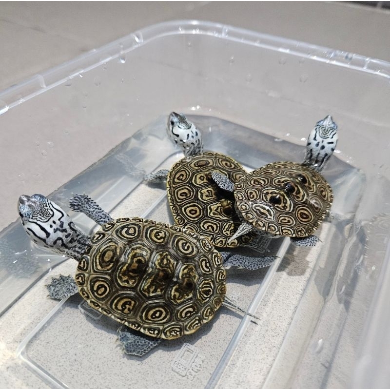 Jual Dbt Concentric / Diamondback Terrapin Concentric | Shopee Indonesia