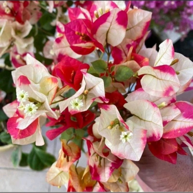 Jual BOUGENVILLE JENIS CITRA INDIA BIBIT ORI | Shopee Indonesia