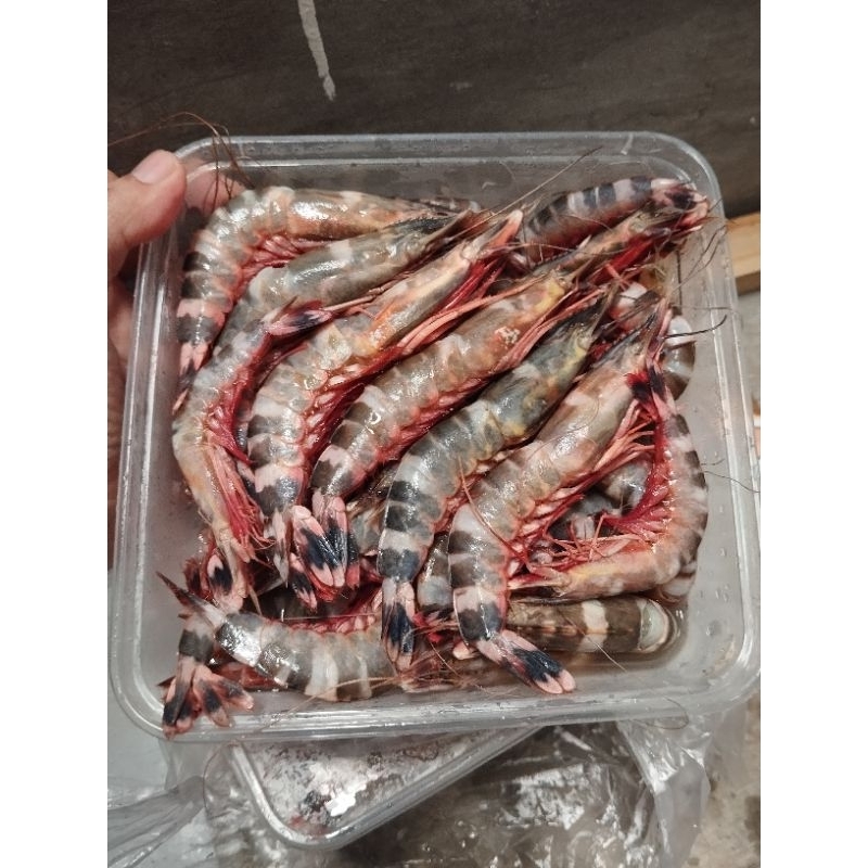 Jual UDANG WINDU / TIGER / PANCET (1KG) | Shopee Indonesia