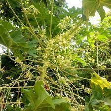 Jual BIBIT PEPAYA GANTUNG SIAP TANAM (BELI 5 GRATIS 1) | Shopee Indonesia