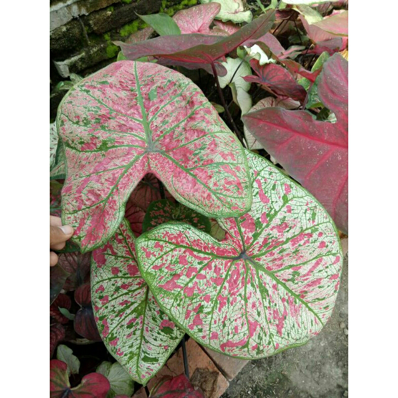 Jual Caladium/Keladi Hybrid | Shopee Indonesia