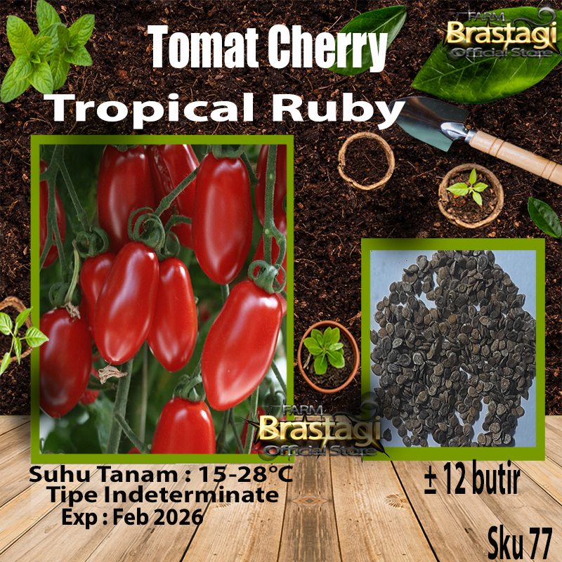 Jual FBTG - 12 Benih Tomat Cherry Tropical Ruby Bibit Chery Buah Ceri Tanaman Hias Sayur Sayuran ...
