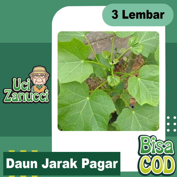 Jual Daun Jarak Pagar Obat Gatal Alergi Per 3 Lembar | Shopee Indonesia