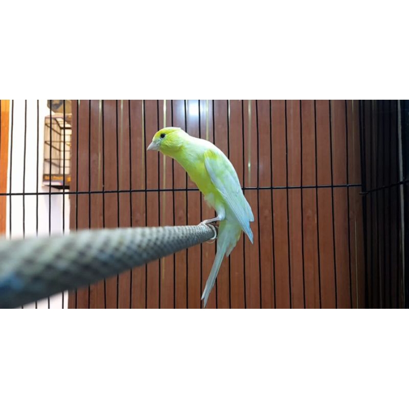 Jual KENARI SF JANTAN A | Shopee Indonesia