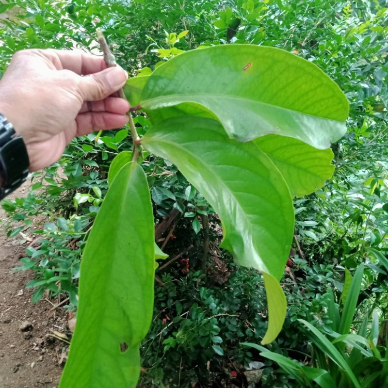 Jual Daun Jambu Bol Jamaika 500 g | Shopee Indonesia