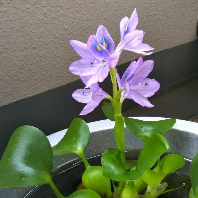 Jual tanaman air eceng gondok bunga ungu segar | Shopee Indonesia