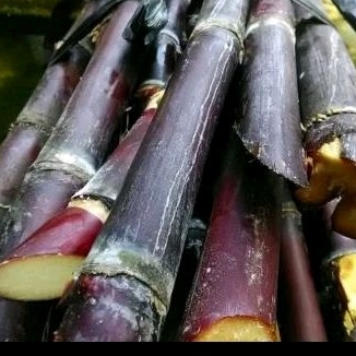 Jual tebu merah asli 1kg | Shopee Indonesia