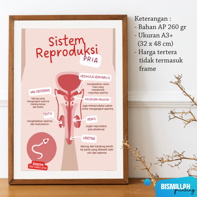 Jual Poster Sistem Organ reproduksi Pria poster anatomi | Shopee Indonesia