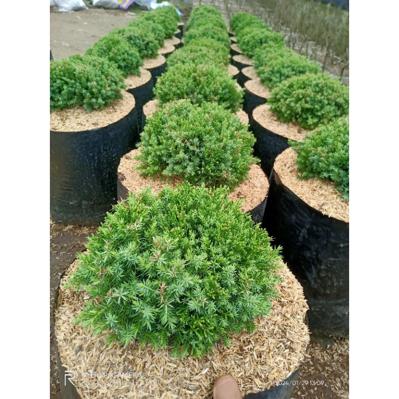 Jual tanaman hias cemara pua pua unik bentuk bulat rimbun | Shopee ...