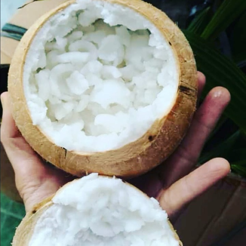 Jual KELAPA KOPYOR SUPER ASLI PATI, UKURAN 39-40 CM, MANIS SEGAR DAN ...