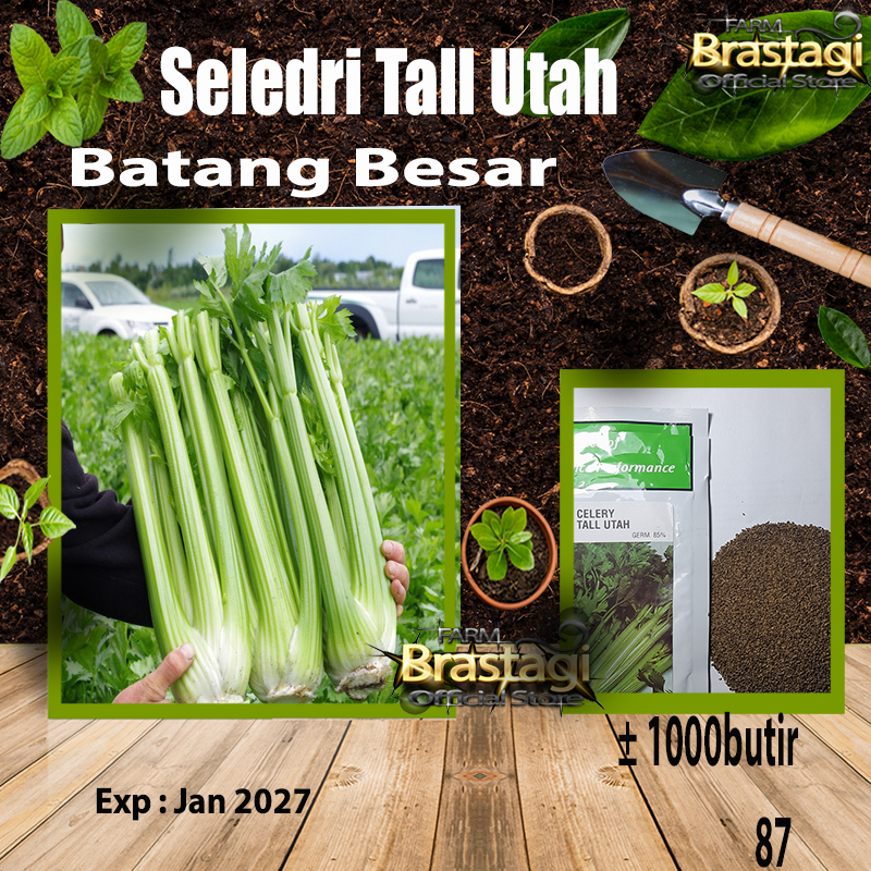 Jual FBTG - 1000 Biji Benih Seledri Batang Besar Tall Utah Celery Stick ...
