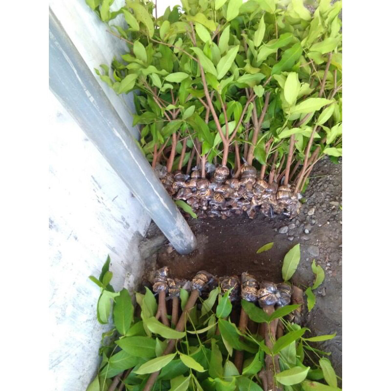 Jual Bibit Jambu Air Cangkok | Shopee Indonesia