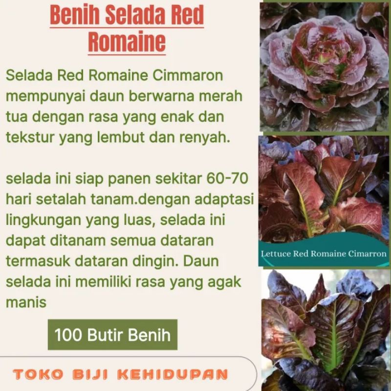 Jual 100 BIJI BENIH SELADA RED ROMAINE CIMARRON | Shopee Indonesia
