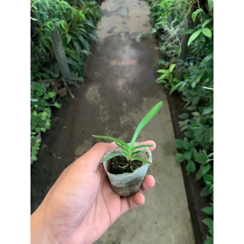 Jual seedling anggrek vanda 100k dapat 12 | Shopee Indonesia