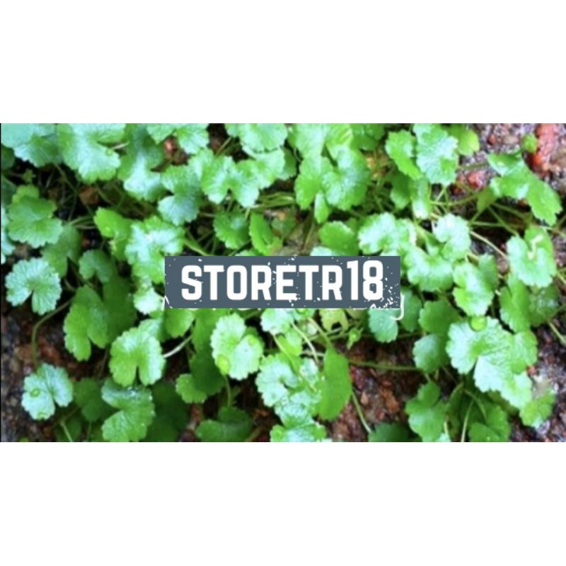 Jual Daun Semanggi Gunung Patikim Antanan Kecil Per 250 Gram | Shopee ...