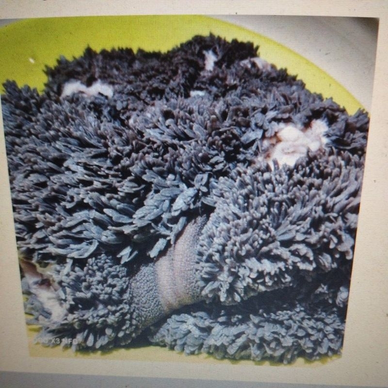 Jual Babat Sapi Hitam 500gr | Shopee Indonesia