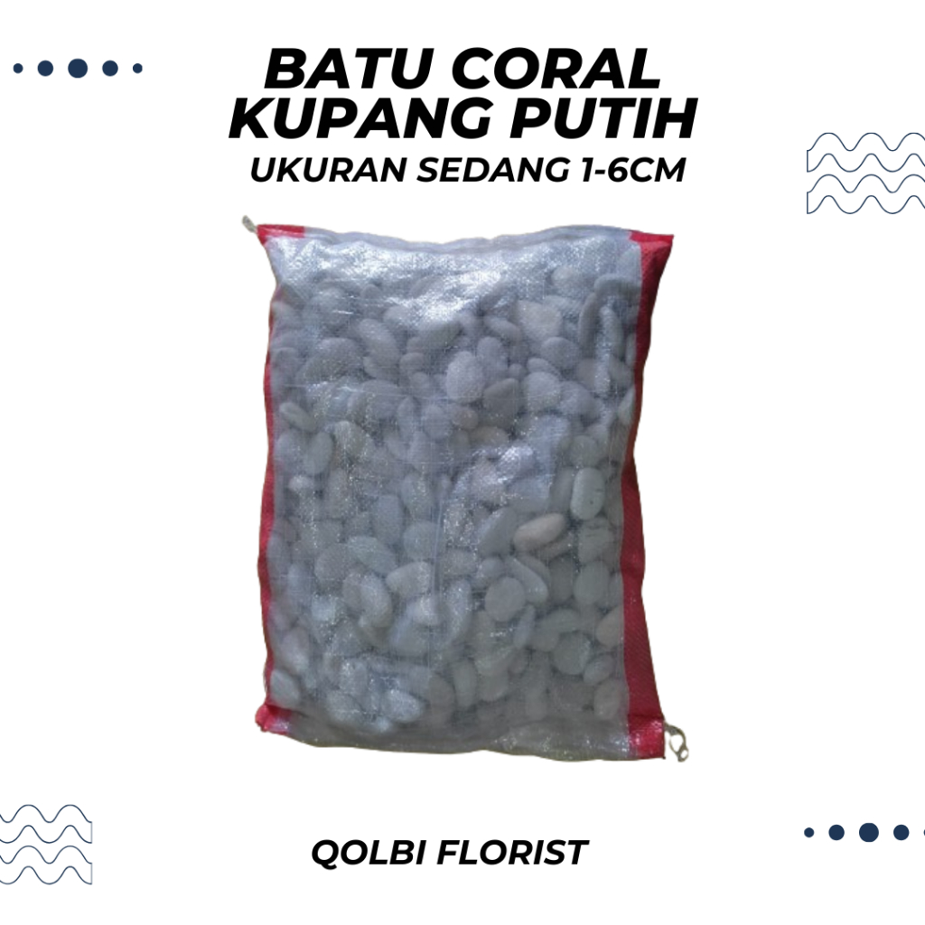 Jual Batu Coral Kupang Putih (ukuran Sedang 1-6cm 10kg & 1kg) | Shopee ...